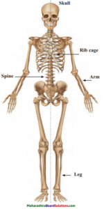 Maharashtra Board Class 6 Science Solutions Chapter 8 Our Skeletal ...